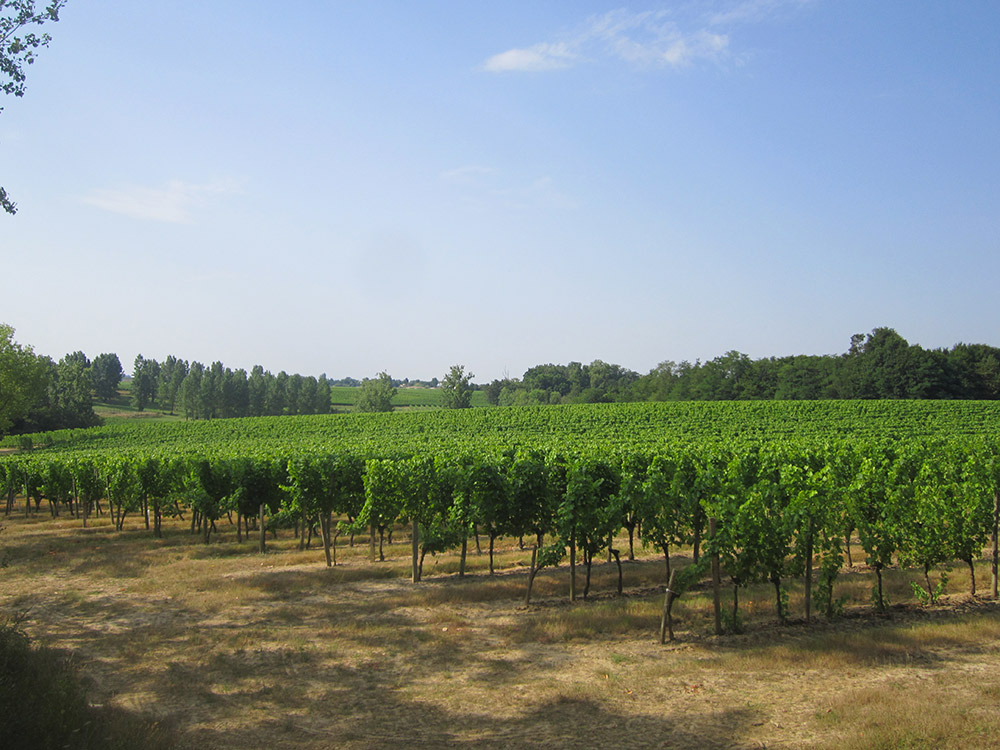 Vérac – La ronde des vignobles en Fronsadais
