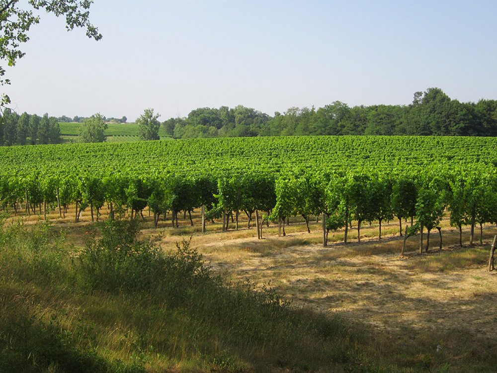 Vérac – La ronde des vignobles en Fronsadais