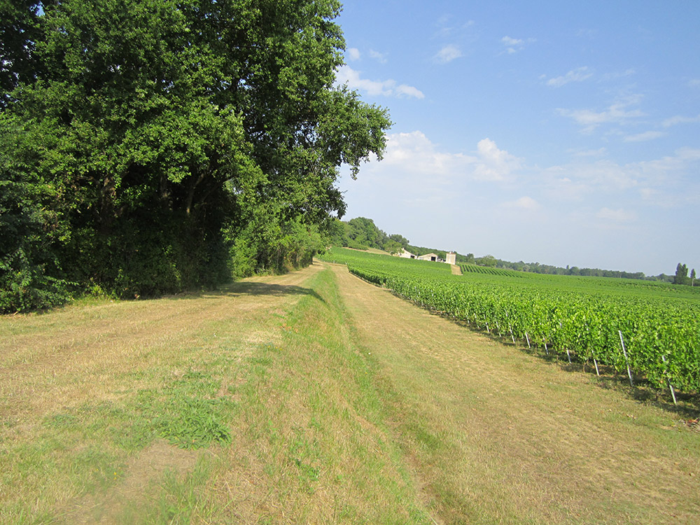 Vérac – La ronde des vignobles en Fronsadais